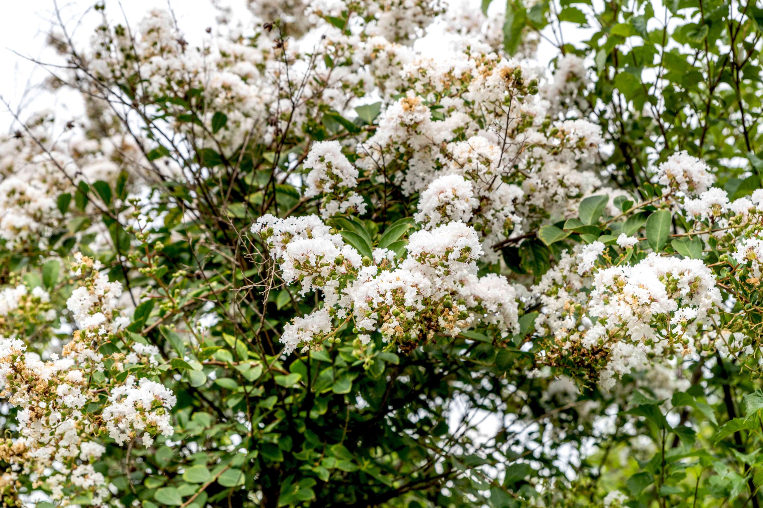 How To Grow and Care For Acoma Crape Myrtle - Love, DecorWorks